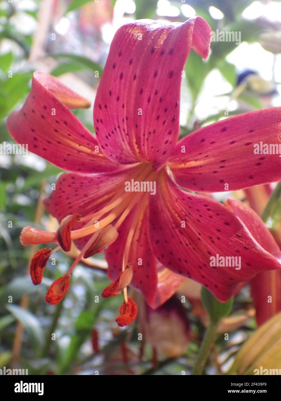 Tiger lily seeds hi-res stock photography and images - Alamy