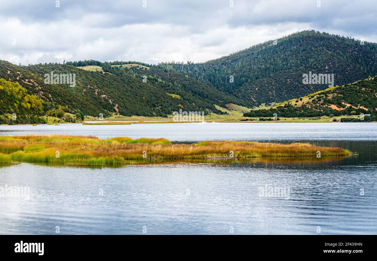 Shudu lake a 3705m high plateau lake view with forest and mountains in ...