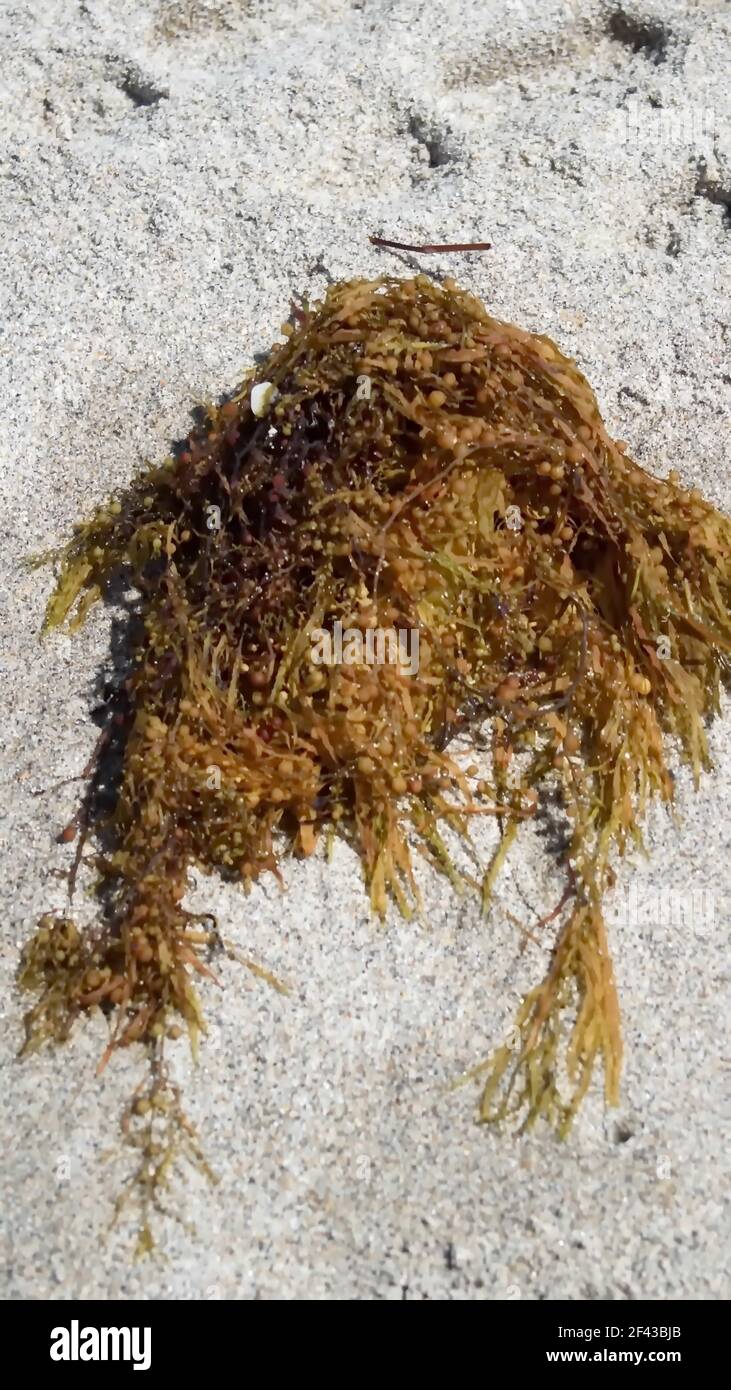 Seaweed clump hi-res stock photography and images - Alamy