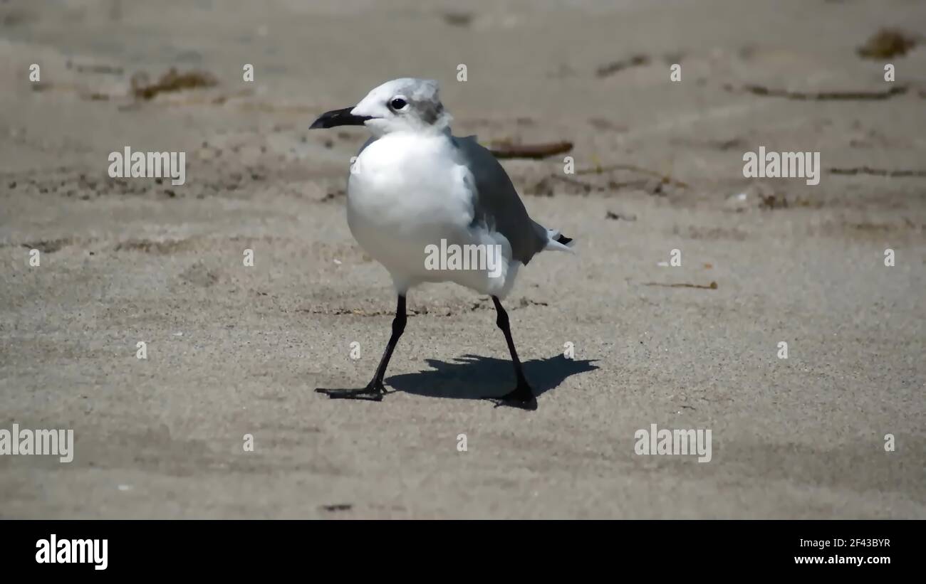 Florida laughing gull hi-res stock photography and images - Alamy