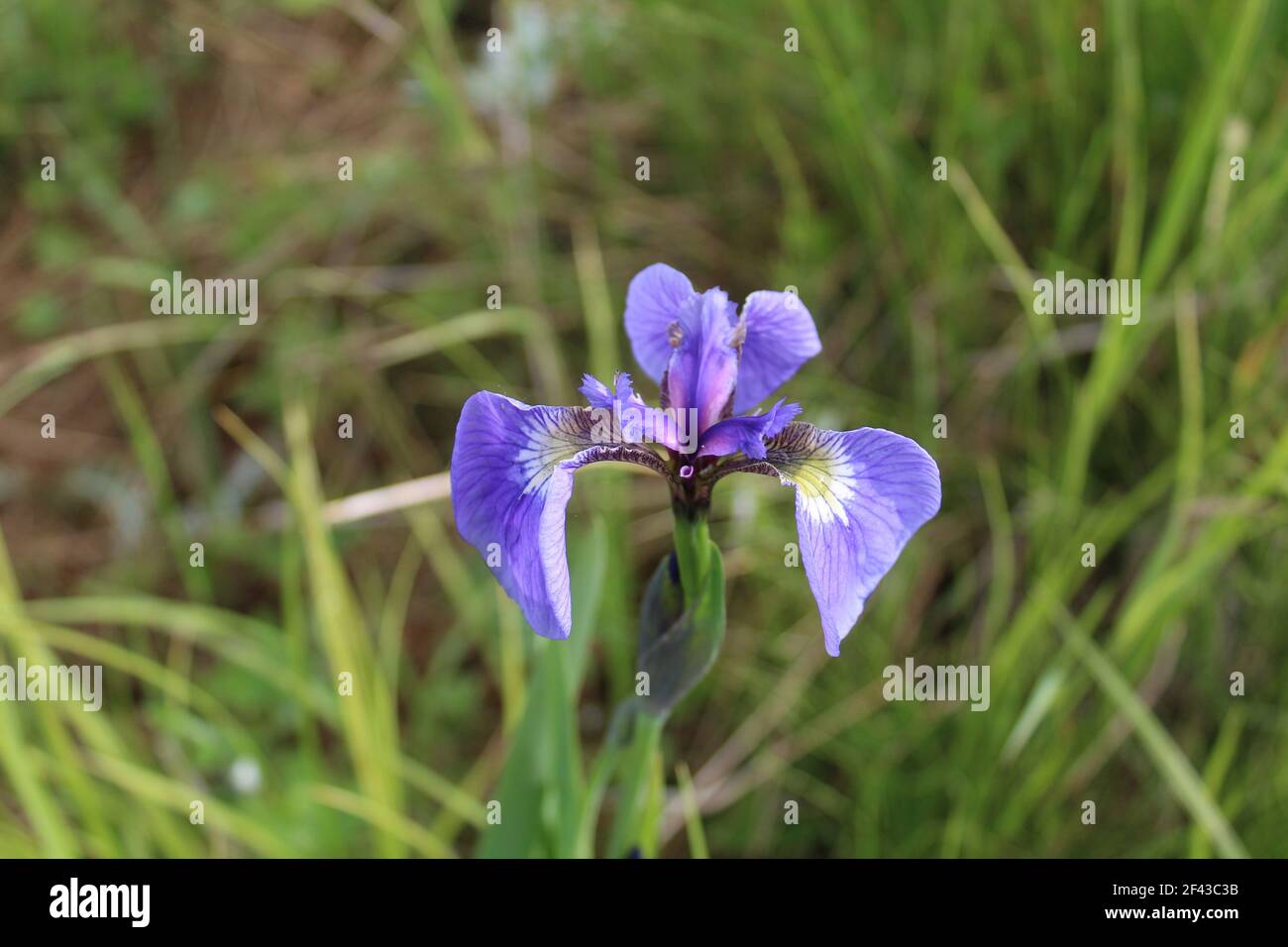 Wild flowers of alaska hi-res stock photography and images - Alamy
