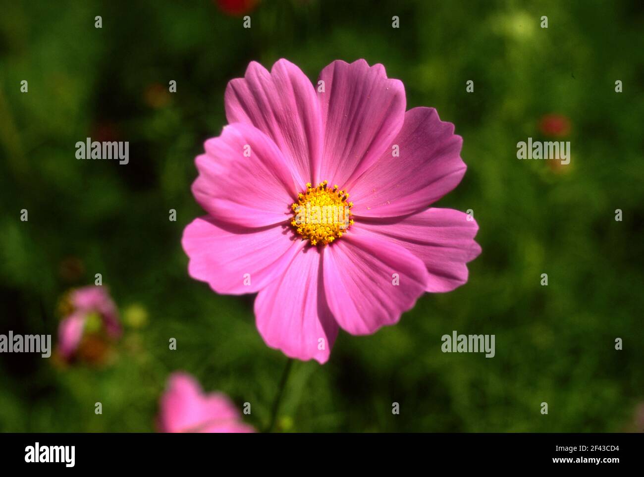 Pink flowers growing in garden hi-res stock photography and images - Alamy