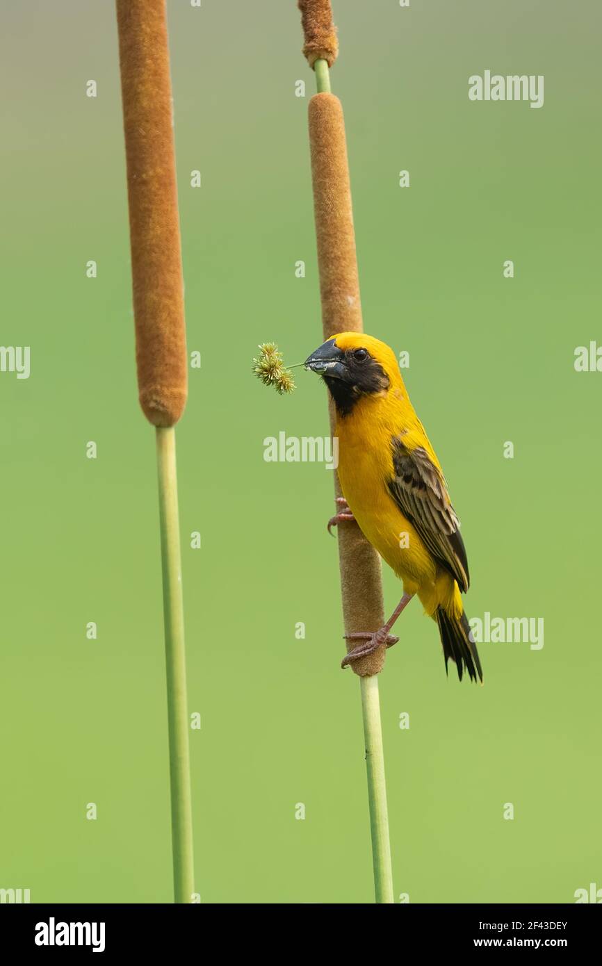 The Asian golden weaver (Ploceus hypoxanthus) is a species of bird in ...