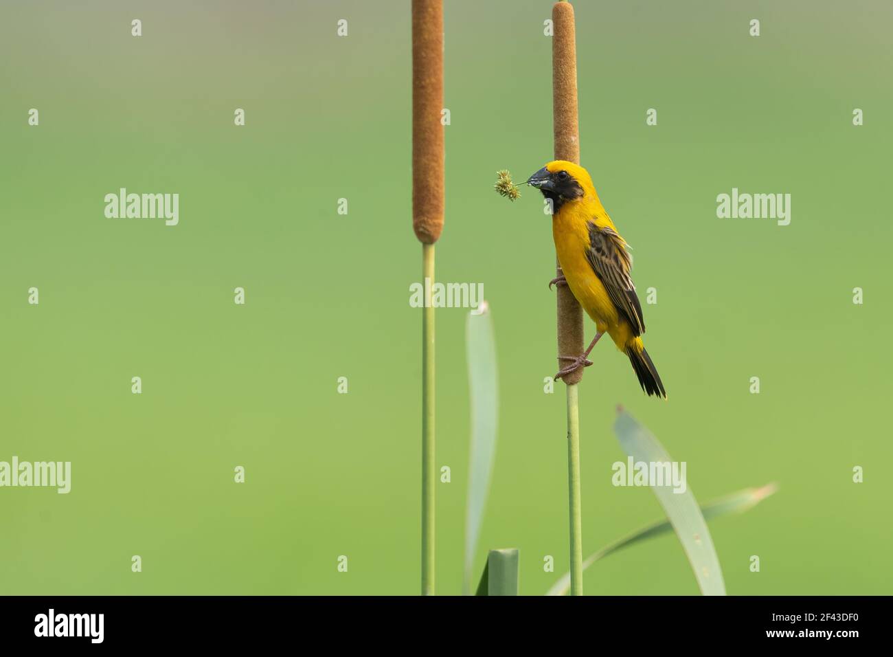 The Asian golden weaver (Ploceus hypoxanthus) is a species of bird in ...