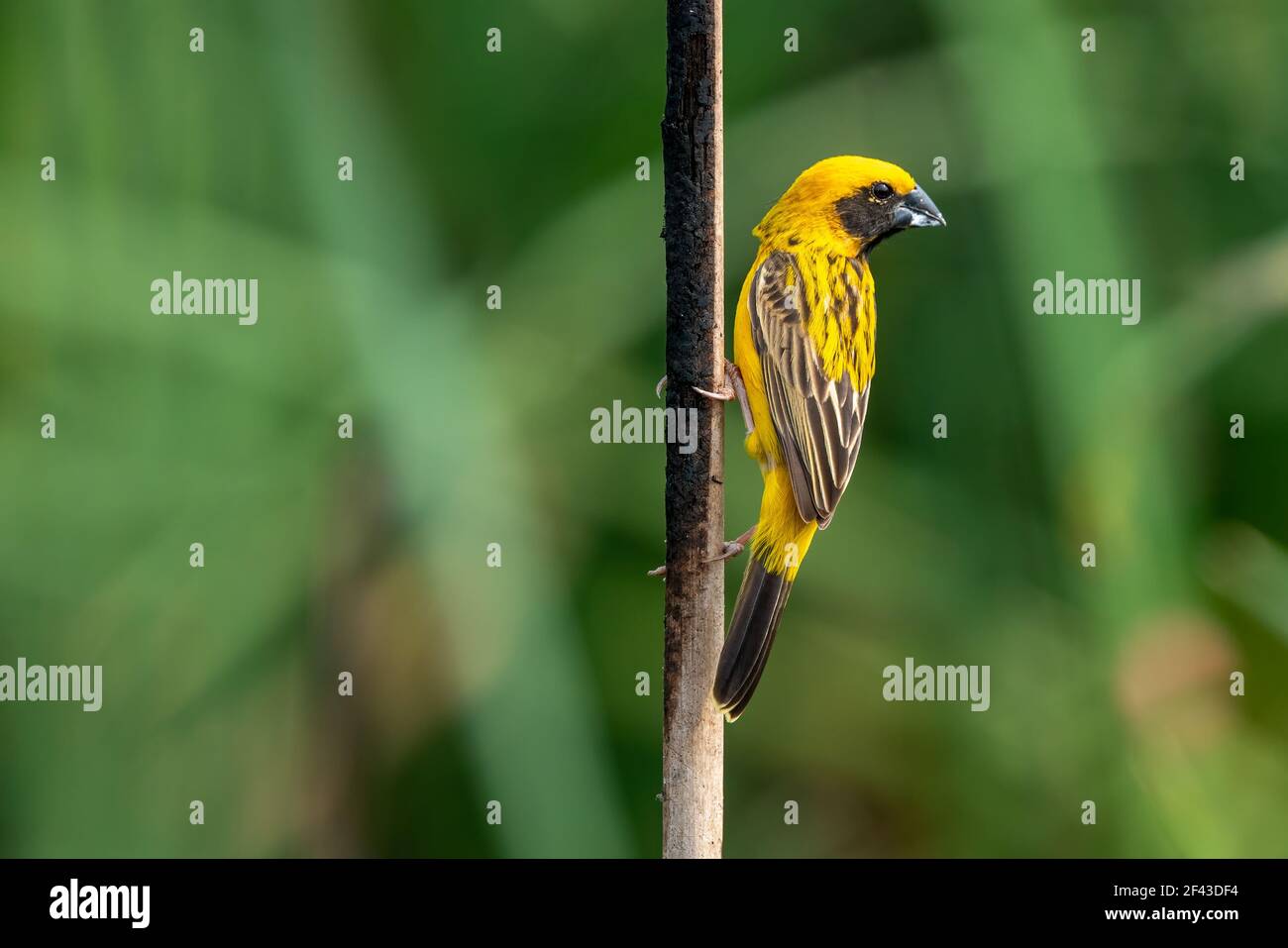 The Asian golden weaver (Ploceus hypoxanthus) is a species of bird in ...