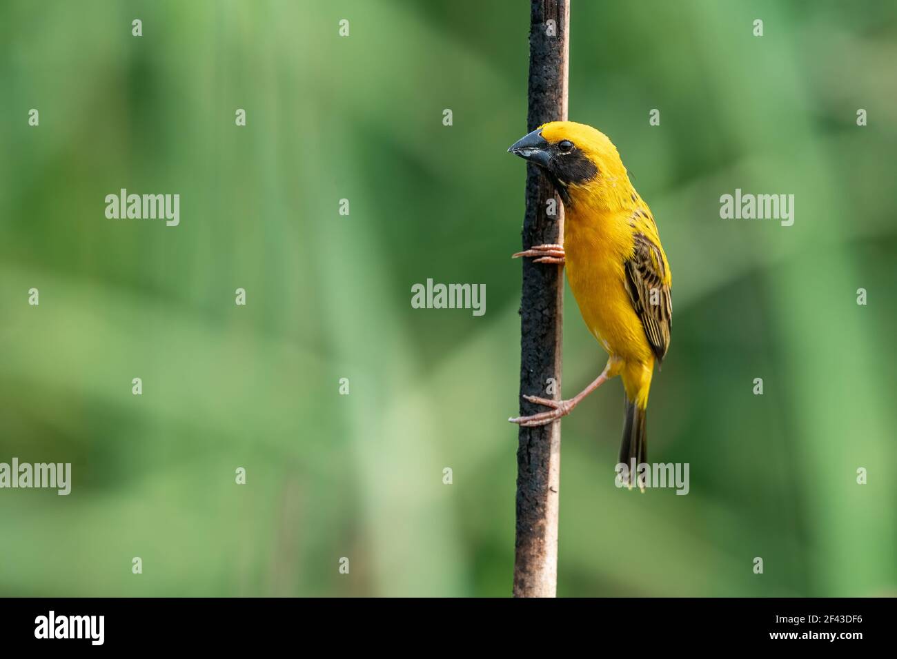The Asian golden weaver (Ploceus hypoxanthus) is a species of bird in ...