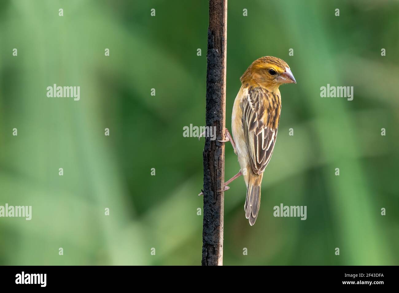 The Asian golden weaver (Ploceus hypoxanthus) is a species of bird in ...