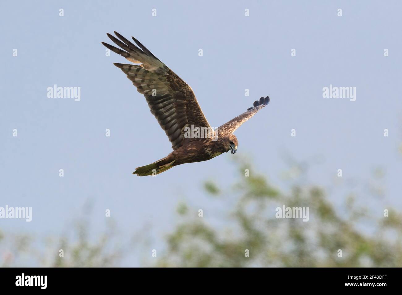 Marsh harriers hi-res stock photography and images - Alamy