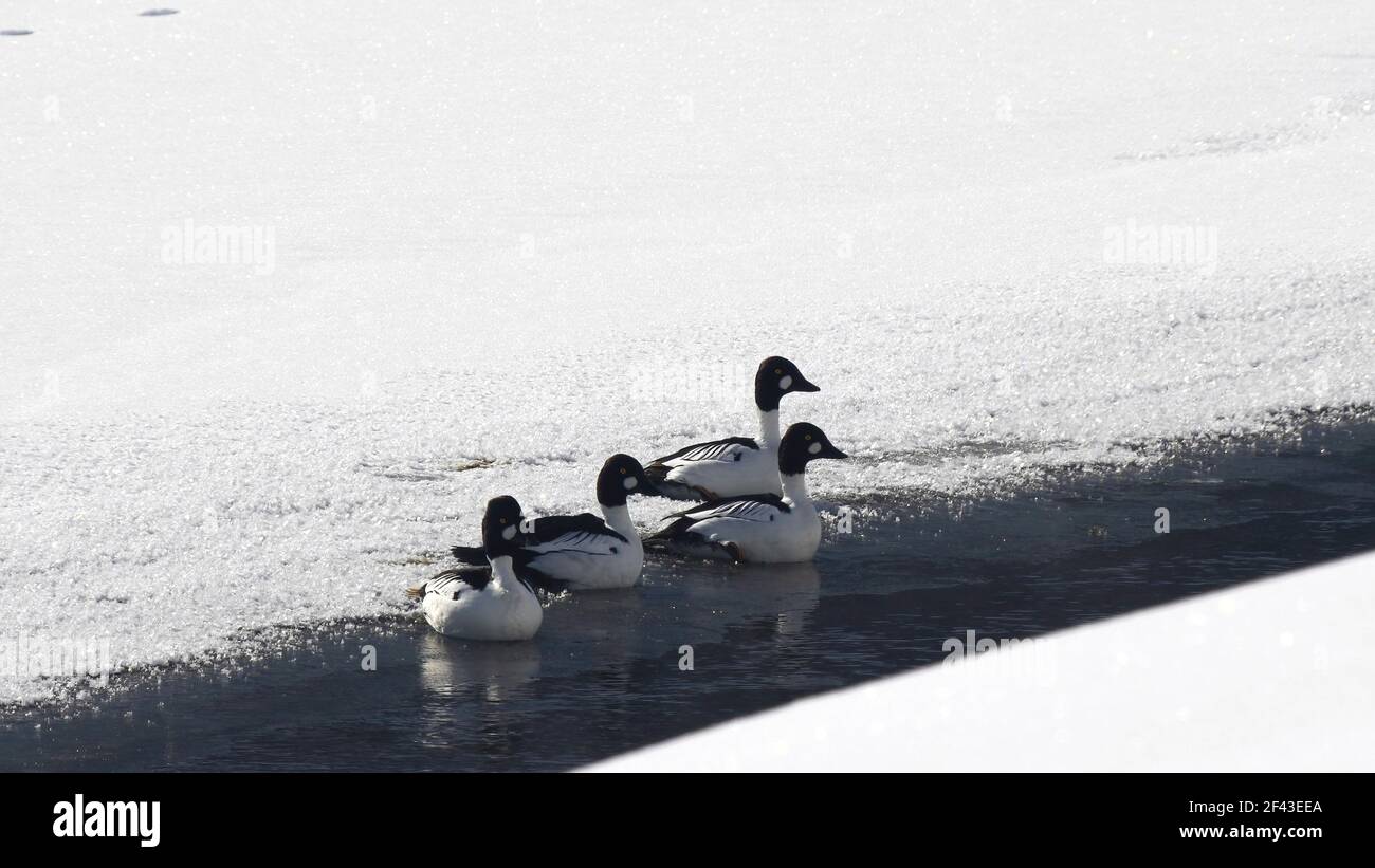 winter shot of a flock of common goldeneye ducks taking flight from a ...
