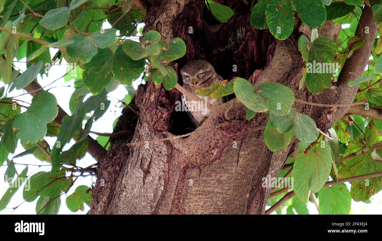 Owl roosting in tree hollow hi-res stock photography and images - Alamy