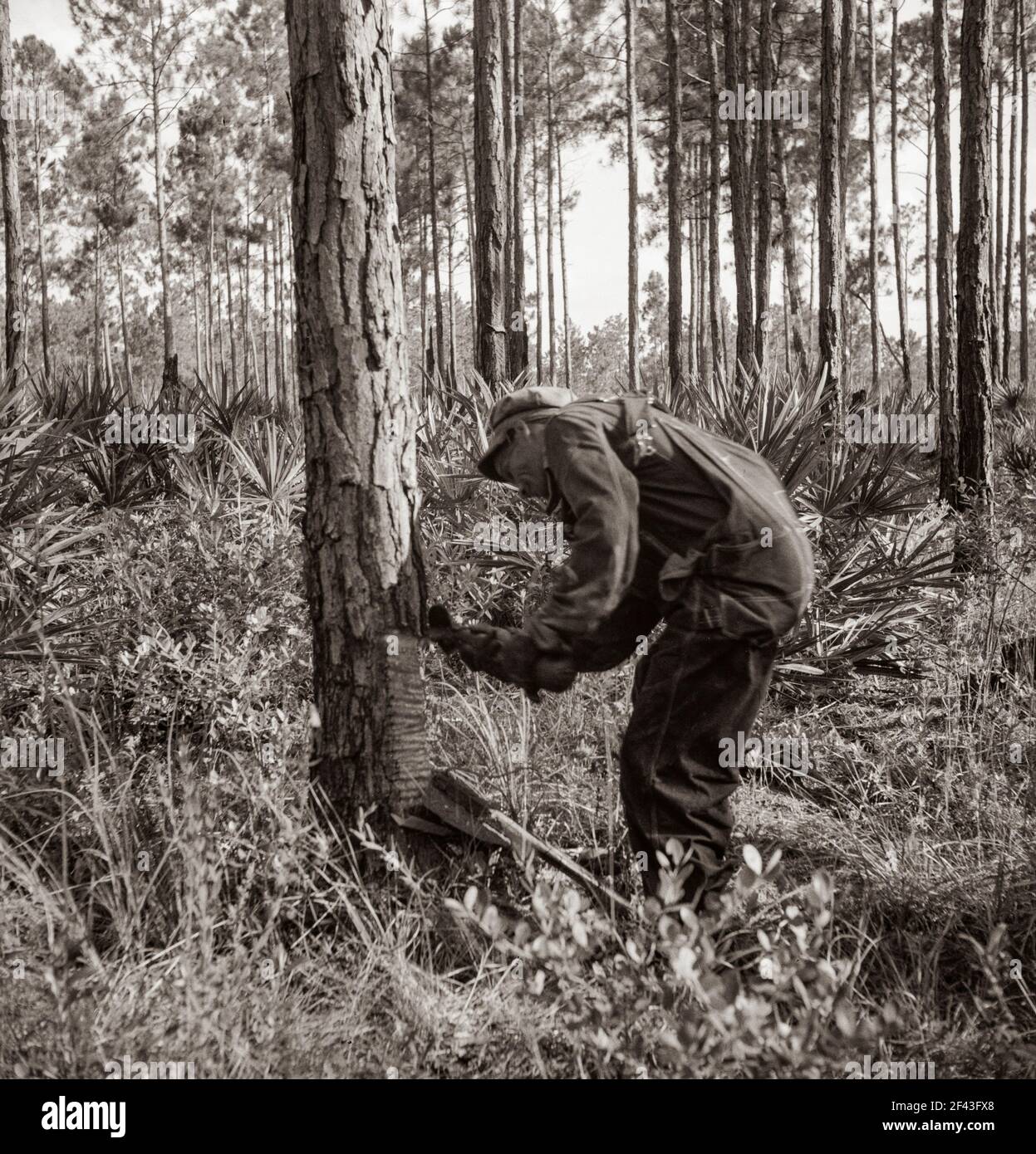 Turpentine camp hi-res stock photography and images - Alamy