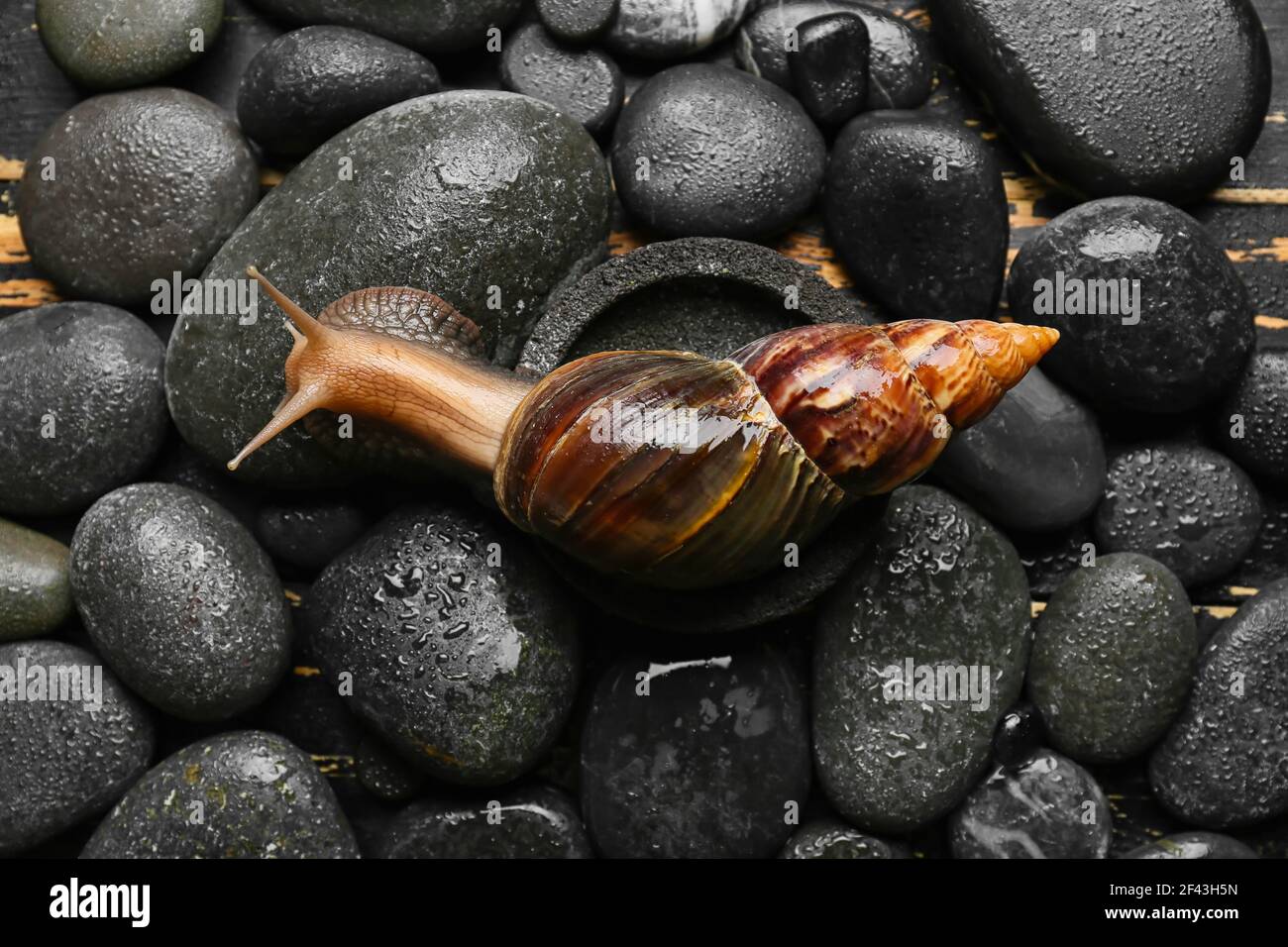 Giant Achatina snail on spa stones Stock Photo - Alamy