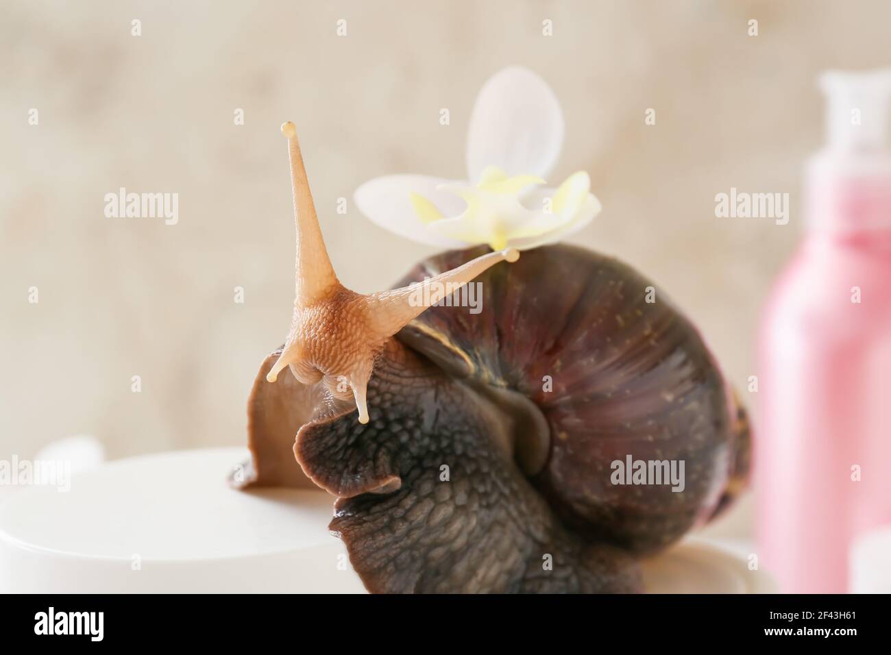 Giant Achatina snail, flower and cosmetics on light background Stock ...