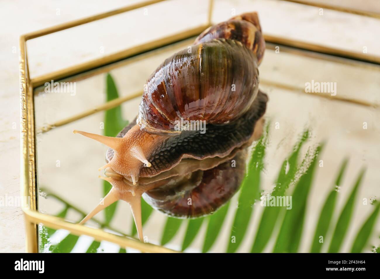 Giant Achatina snail on glass tray Stock Photo - Alamy