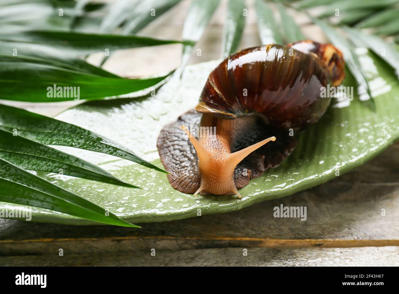 Giant Achatina snail, plate and tropical leaves on wooden background ...