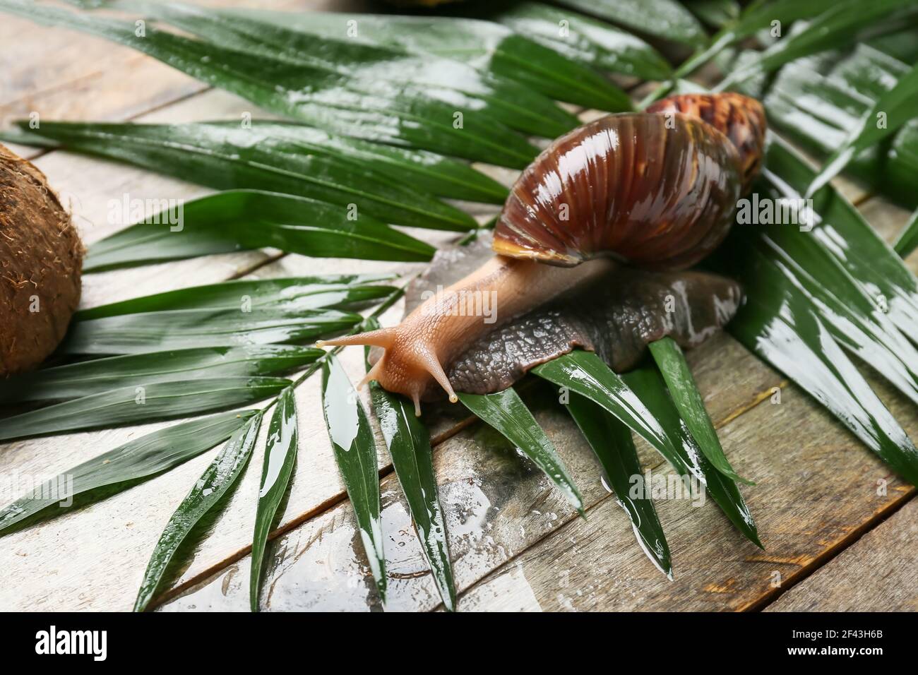 Giant Achatina snail and tropical leaves on wooden background Stock ...