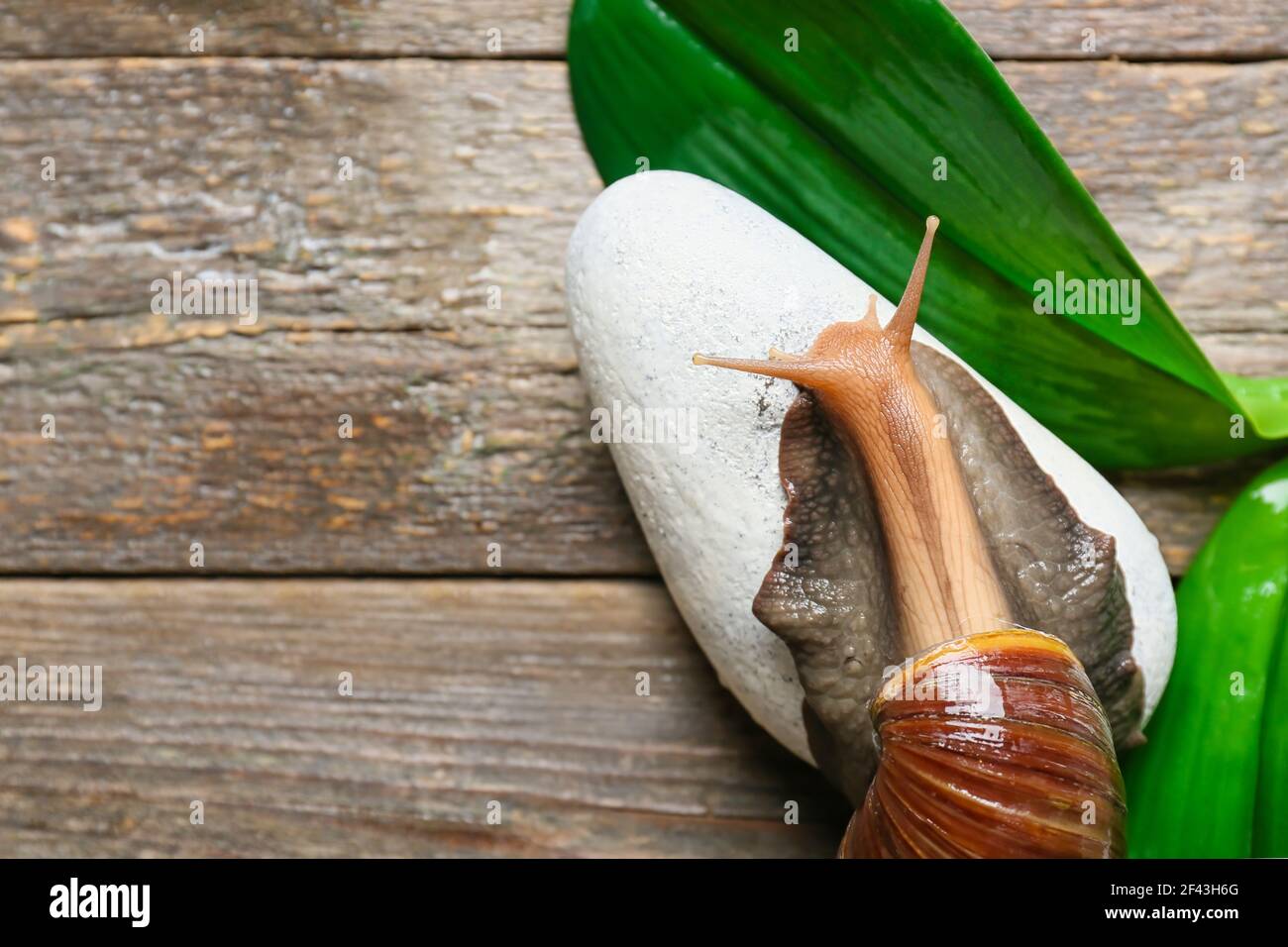 Giant Achatina snail, leaves and pebbles on wooden background Stock ...