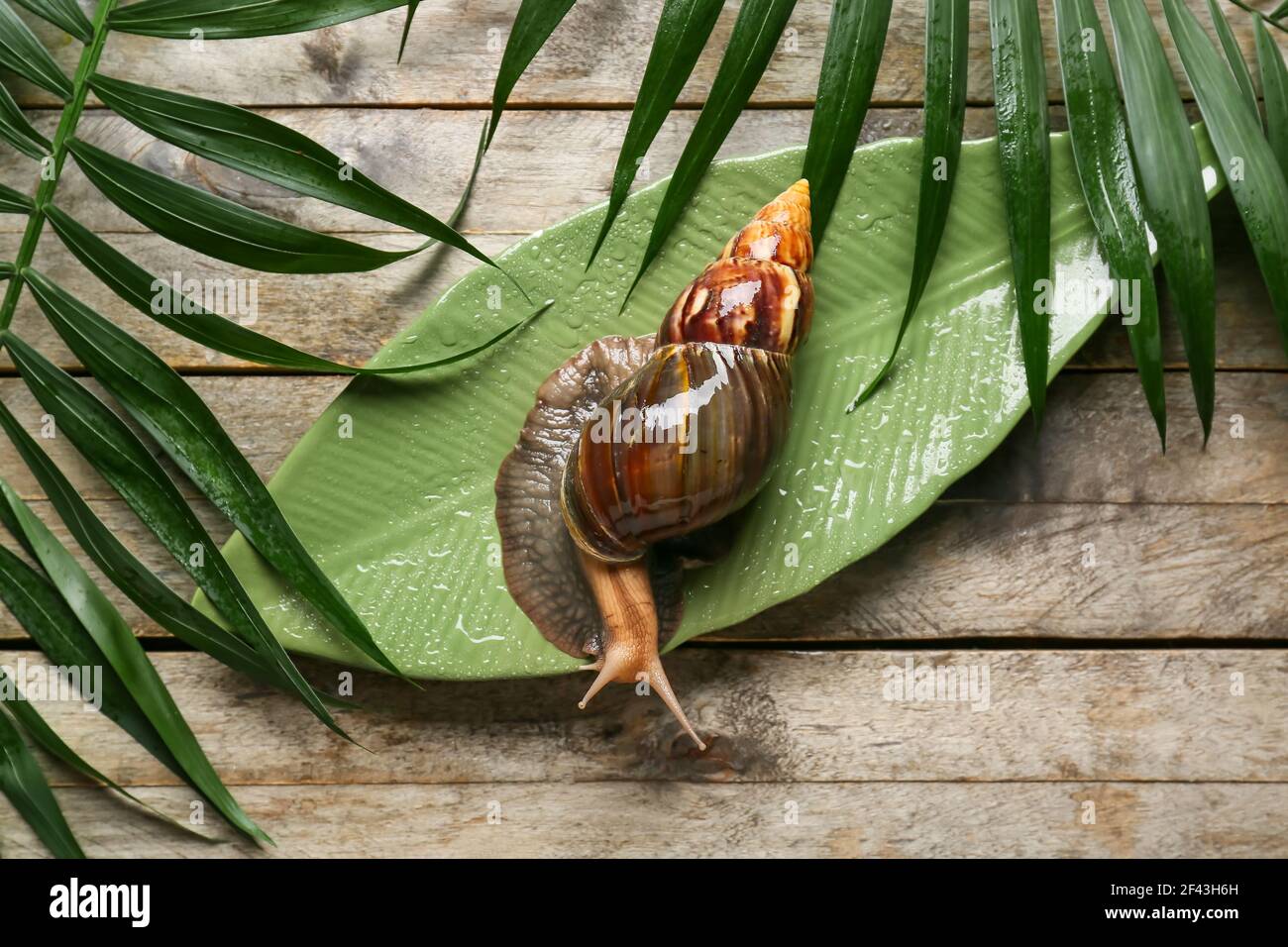 Giant Achatina snail, plate and tropical leaves on wooden background ...
