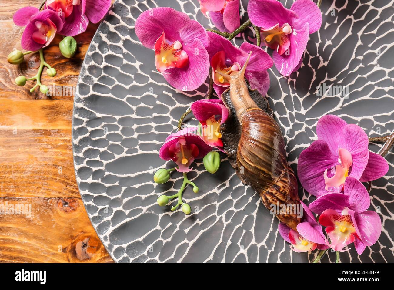 Giant Achatina snail and flowers on plate Stock Photo - Alamy