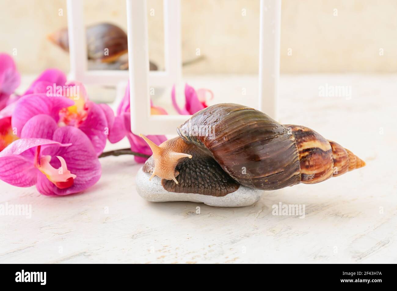Giant Achatina snail, flowers and pebble on light background Stock ...