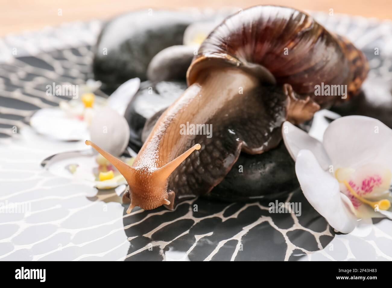 Giant Achatina snail, flowers and pebbles on grey background Stock ...