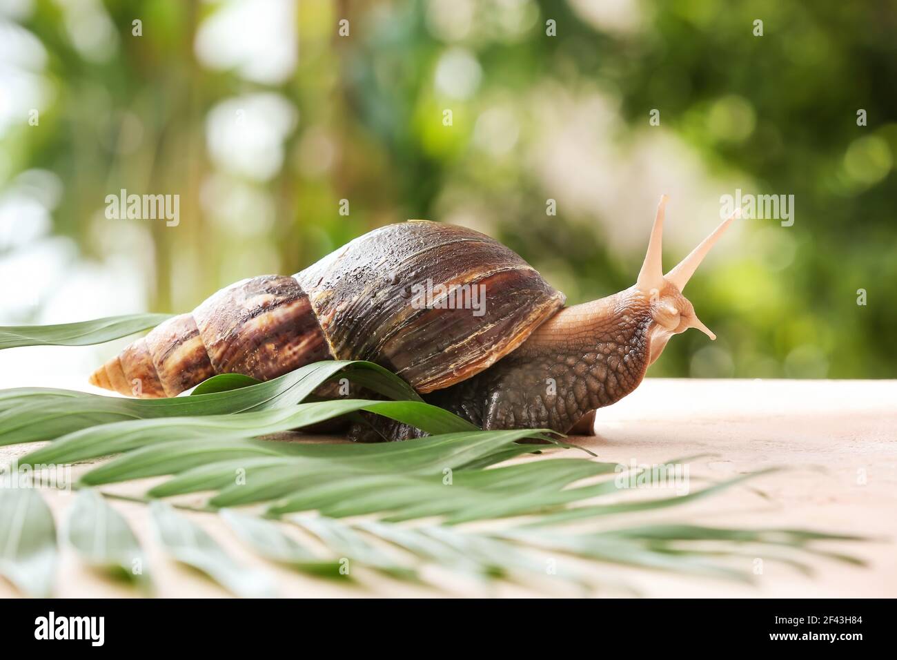 Giant Achatina snail and tropical leaves on table Stock Photo - Alamy