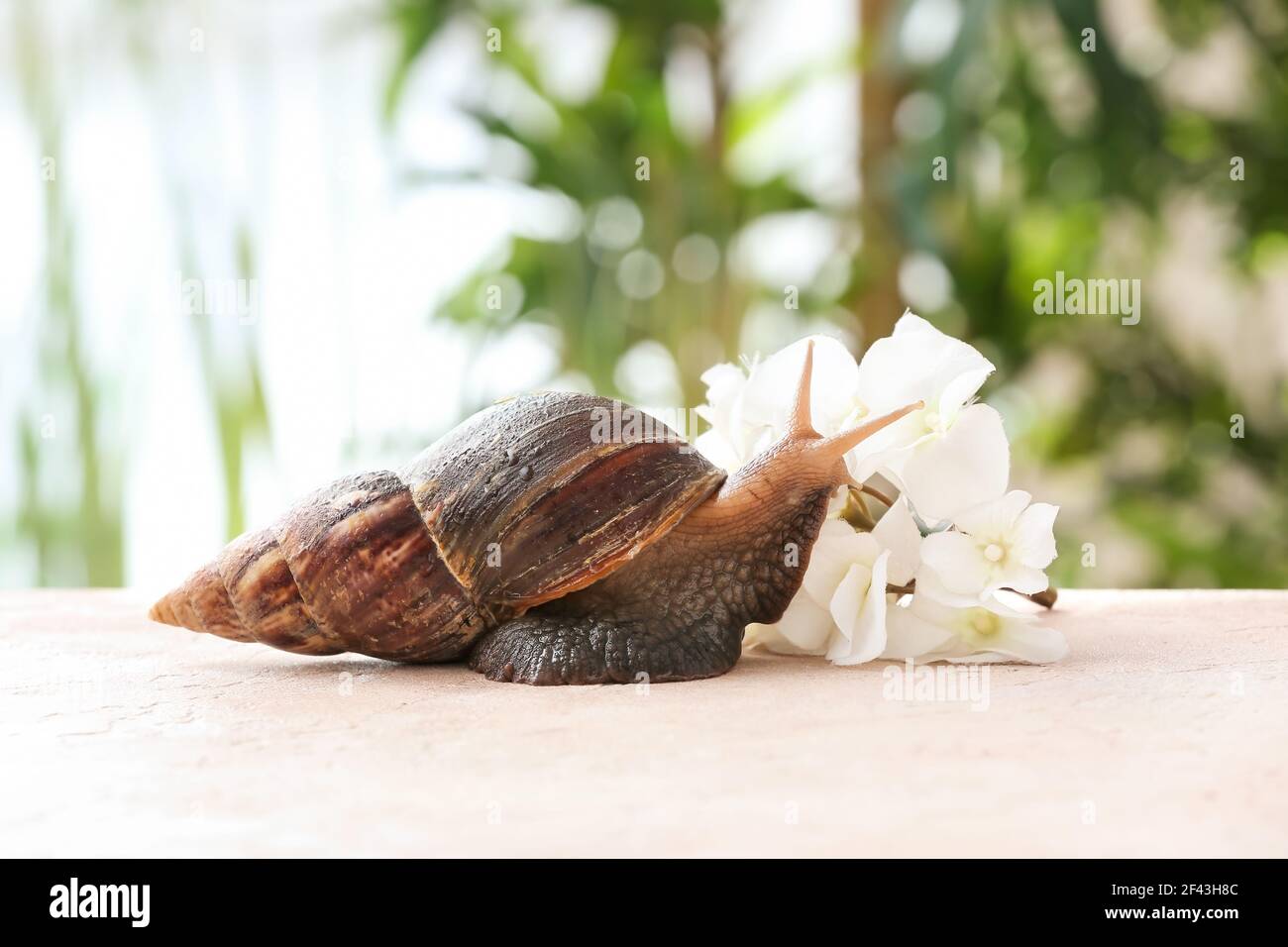 Giant Achatina snail and flowers on table Stock Photo - Alamy