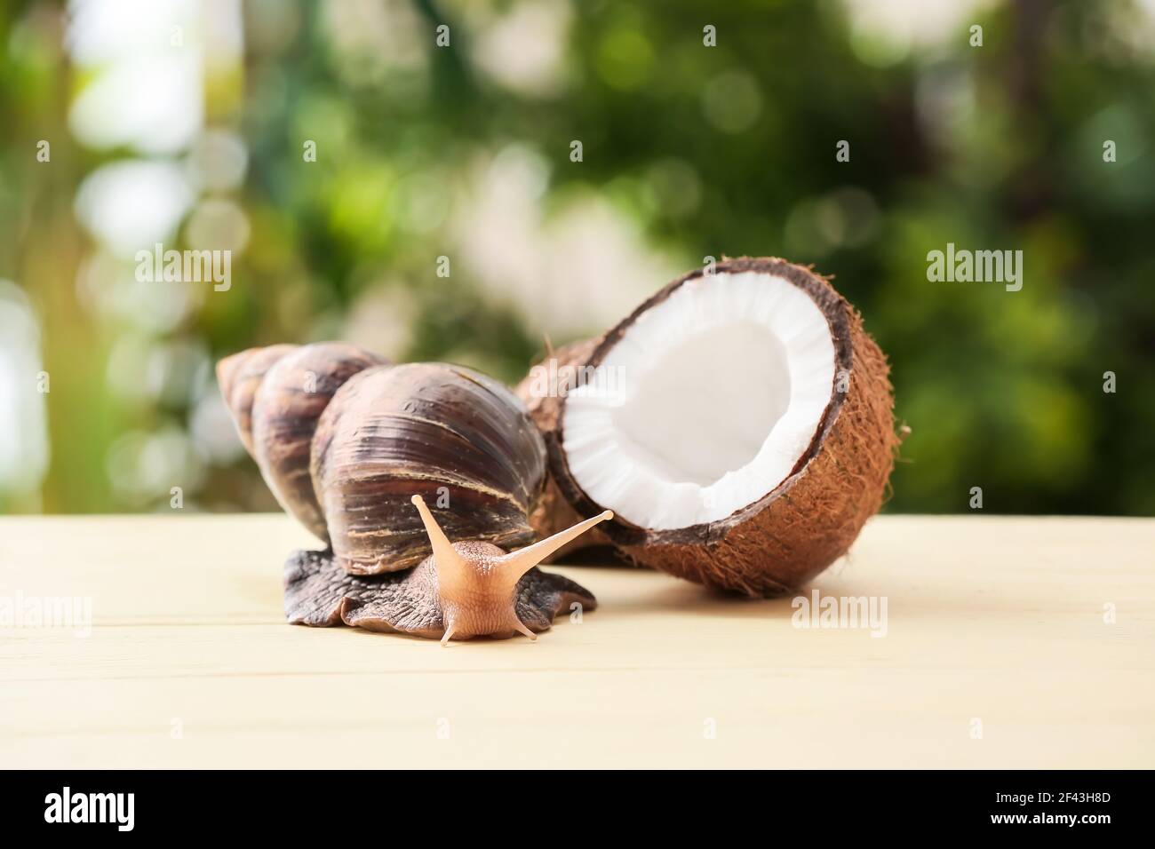 Kalutara snail hi-res stock photography and images - Alamy