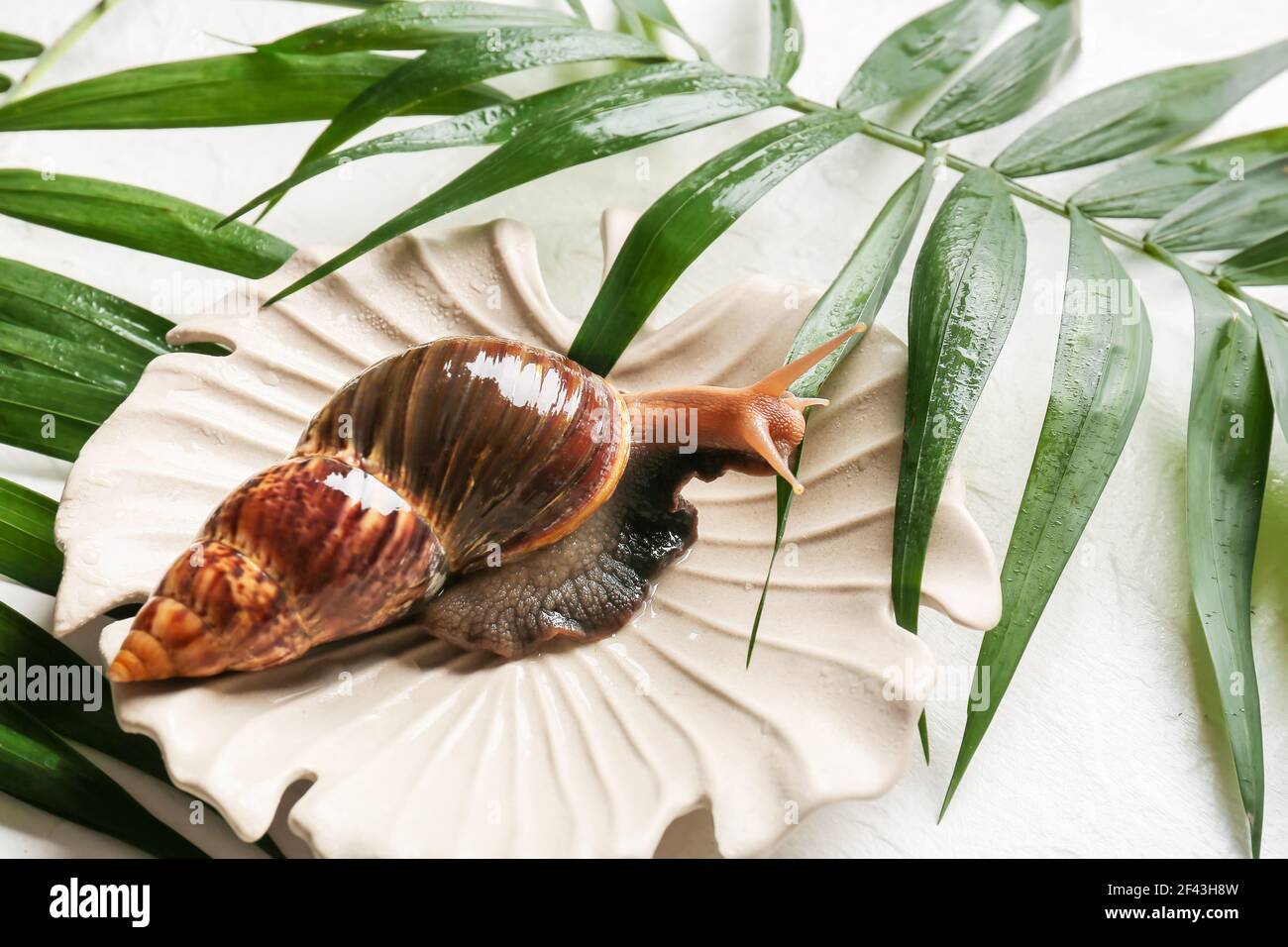 Plate with giant Achatina snail and tropical leaves on white background ...