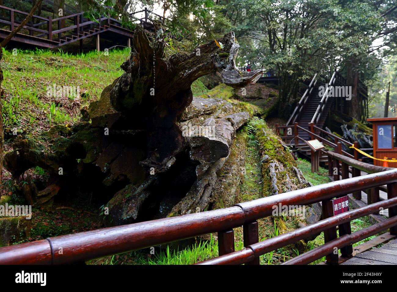 Alishan Sacred Tree Relics in Alishan National Forest Recreation Area ...