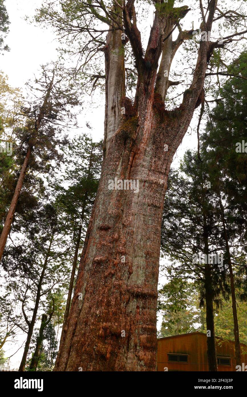 Xianglin Giant Tree in Alishan National Forest Recreation Area ...
