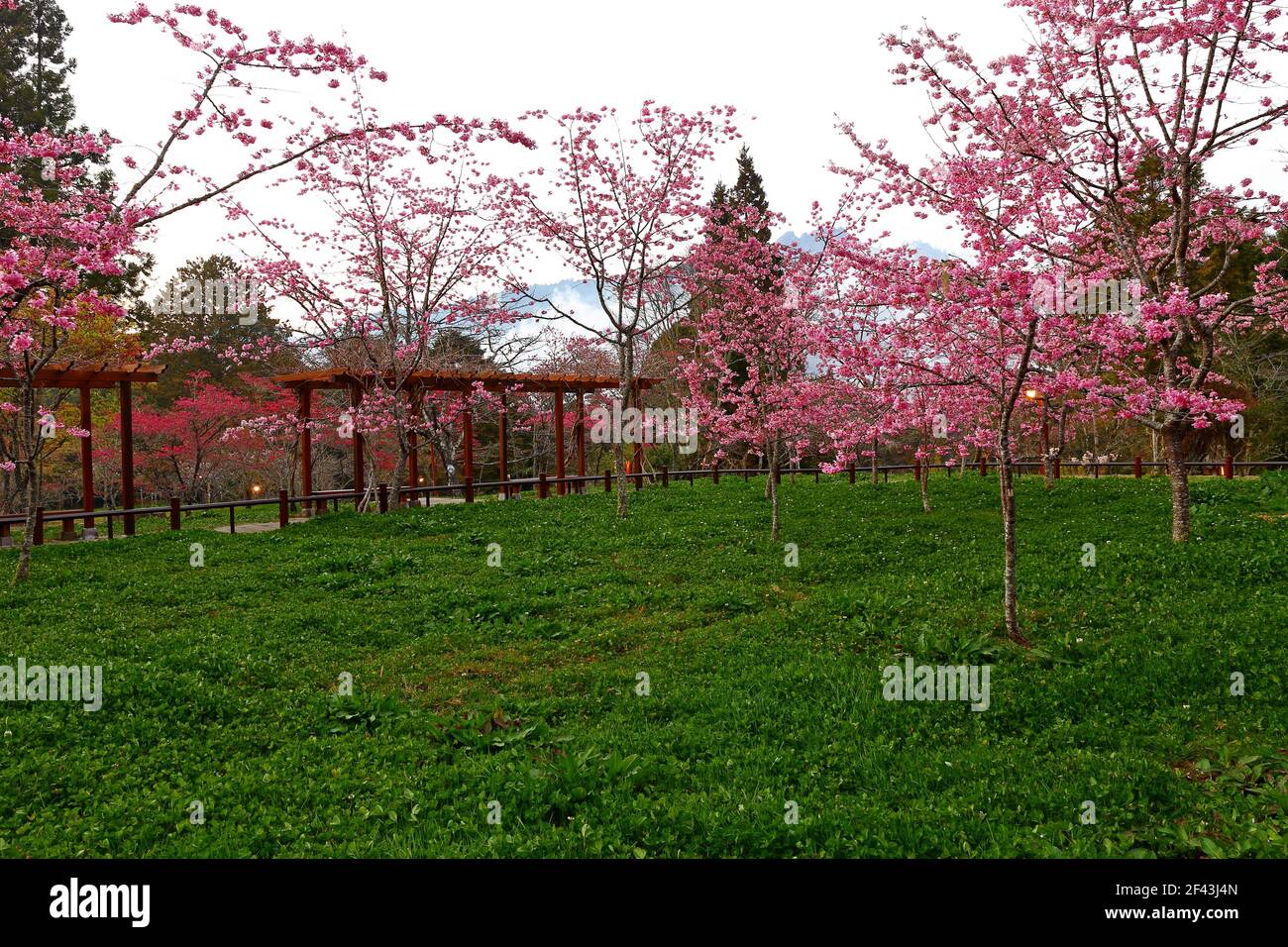 Beautiful Cherry Blossom in Alishan National Forest Recreation Area ...