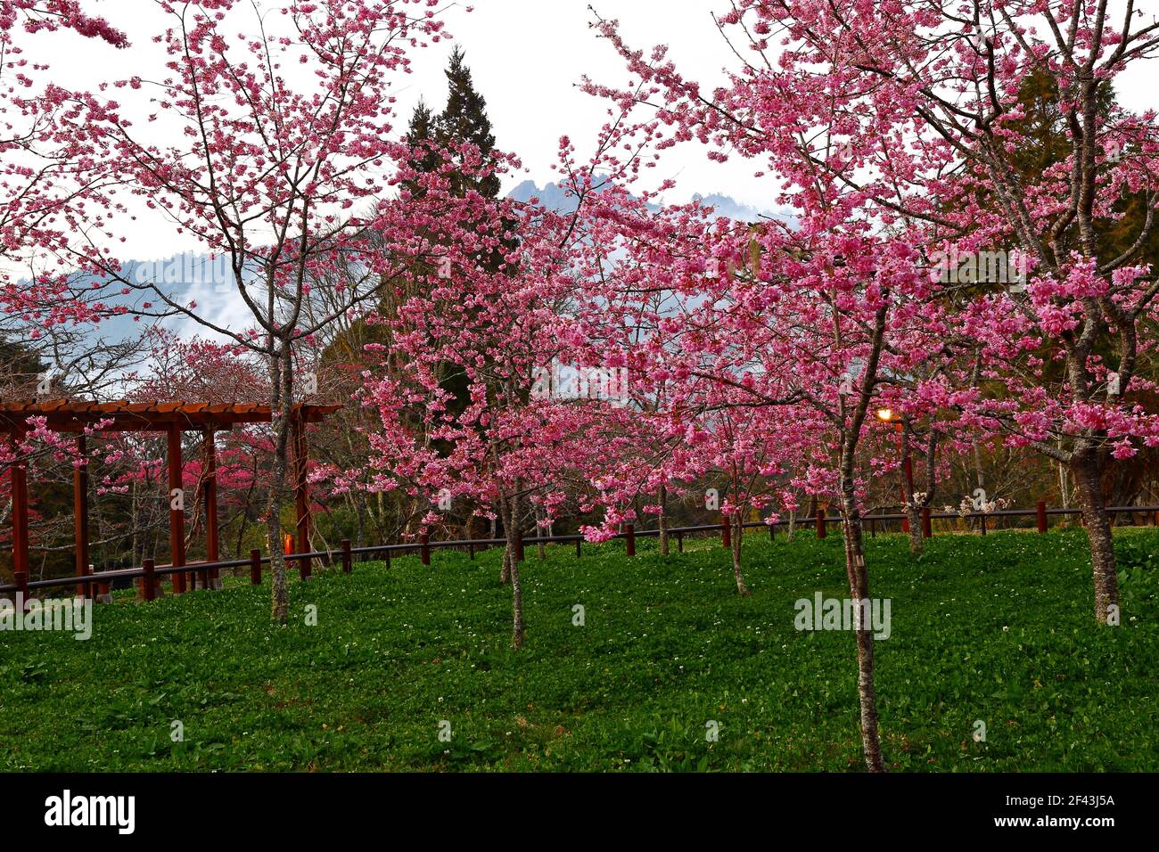 Beautiful Cherry Blossom in Alishan National Forest Recreation Area ...