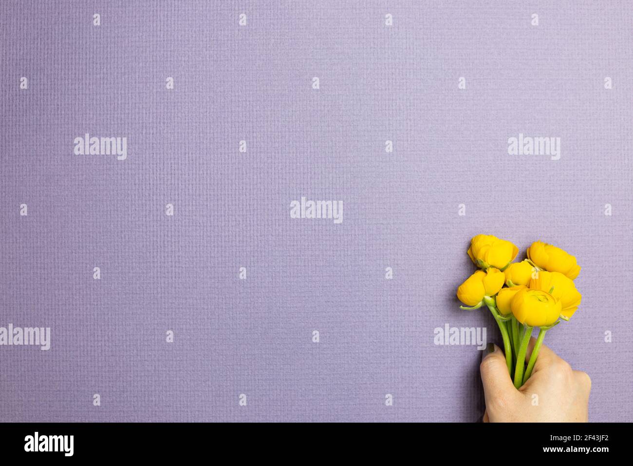 Hand holding yellow ranunculus flowers on purple background. flat lay ...