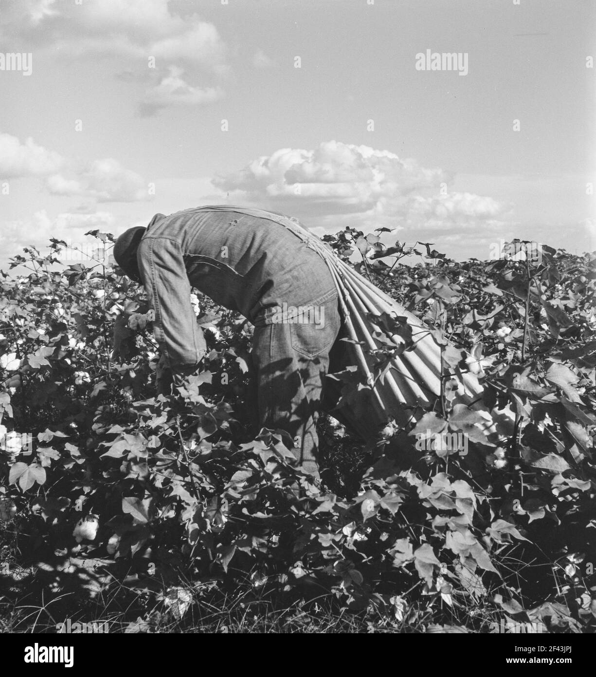 Farm worker picking Black and White Stock Photos & Images - Alamy