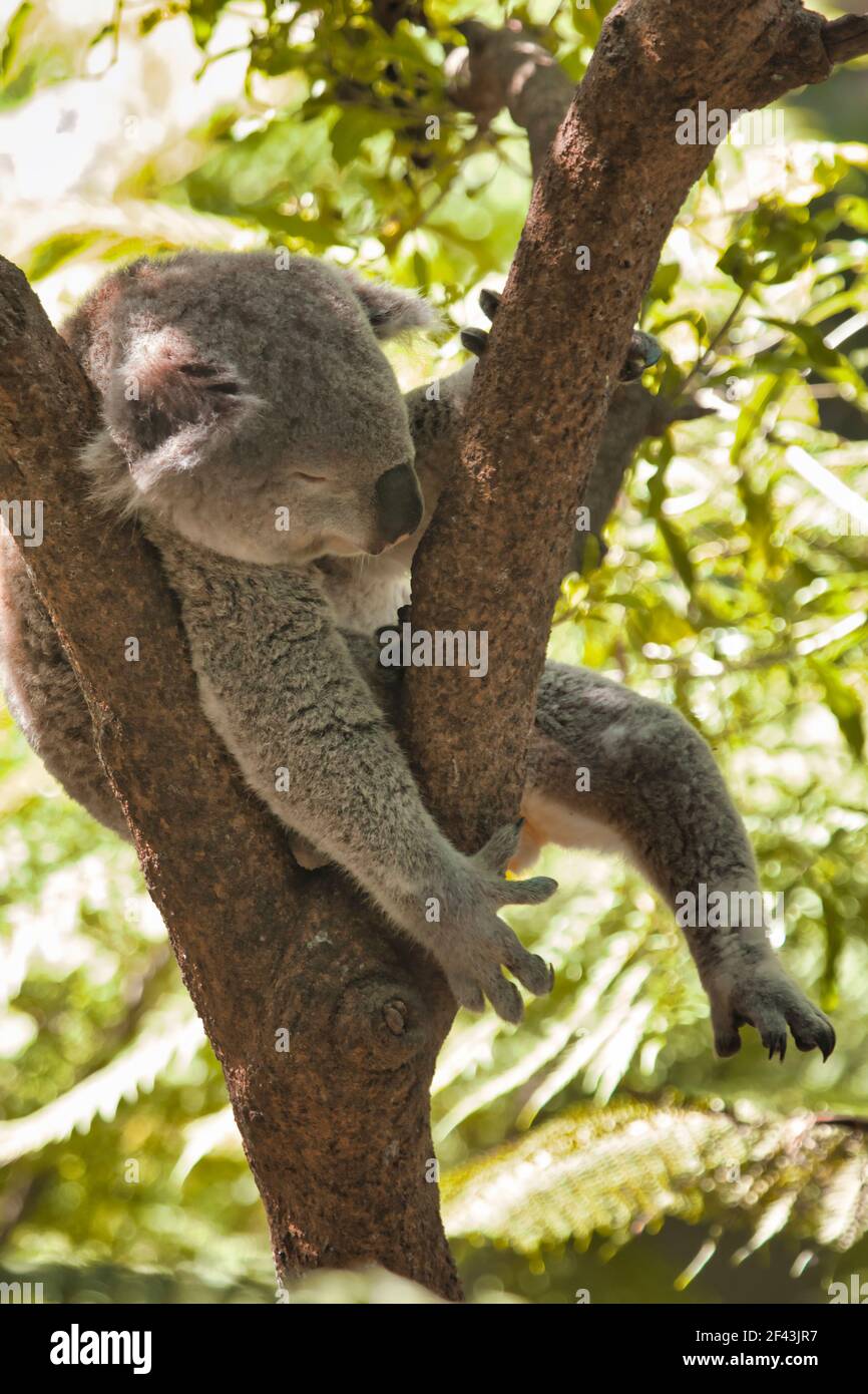 Koala hanging in tree hi-res stock photography and images - Alamy