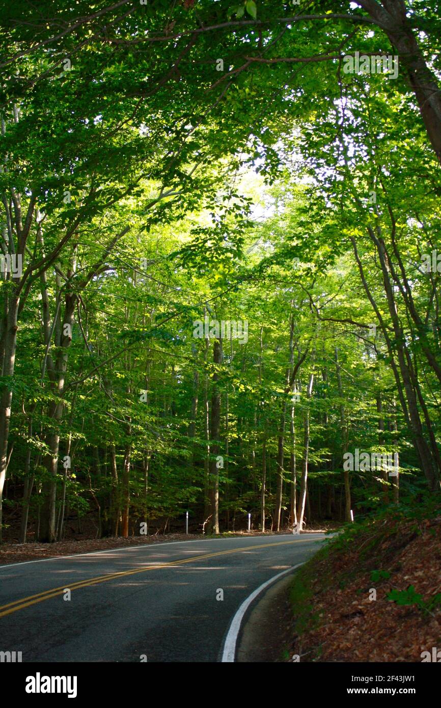 Road Beneath Beautiful Vibrant Green Tree Canopy with Sunlight ...