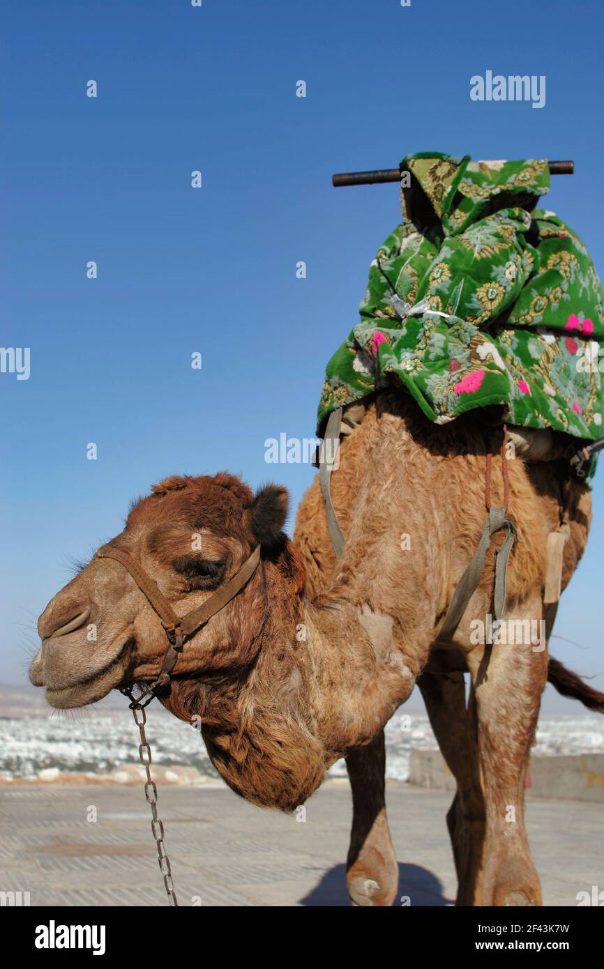 Agadir camel hi-res stock photography and images - Alamy