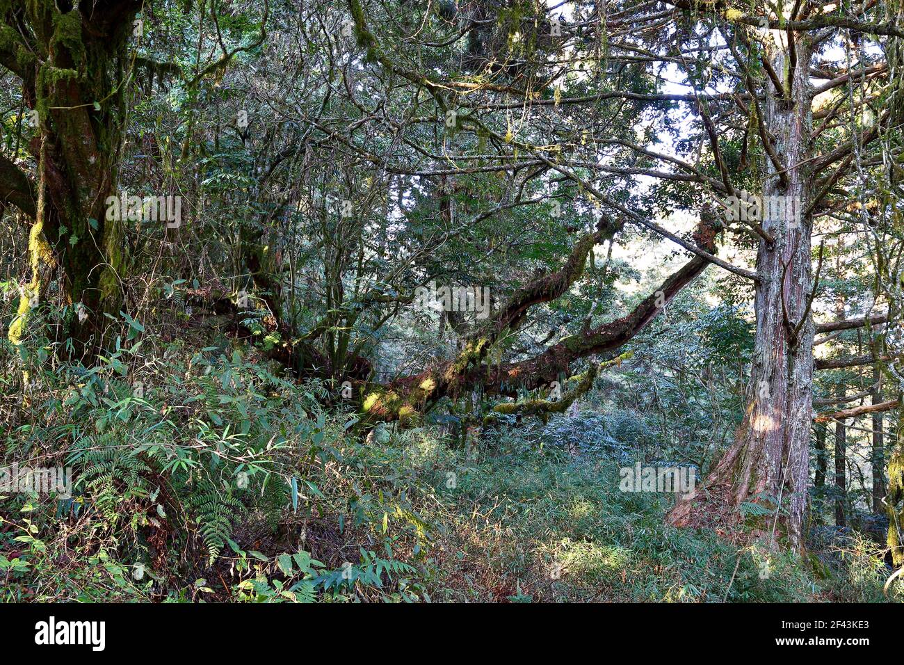 Alishan National Forest Recreation Area, situated in Alishan Township ...