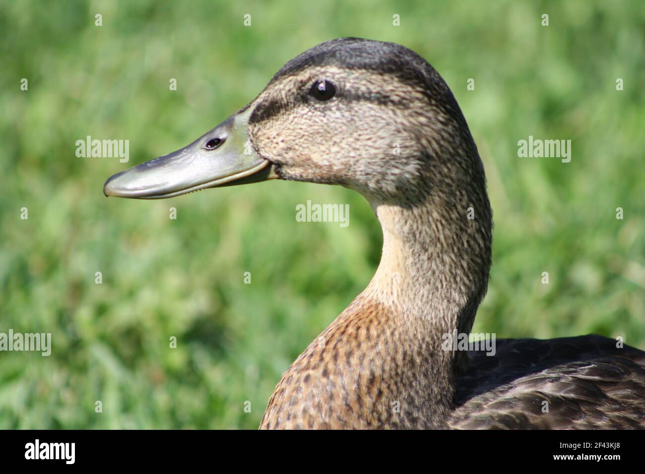 Immature Juvenile Male Mallard Duck near Peconic River in Riverhead New ...