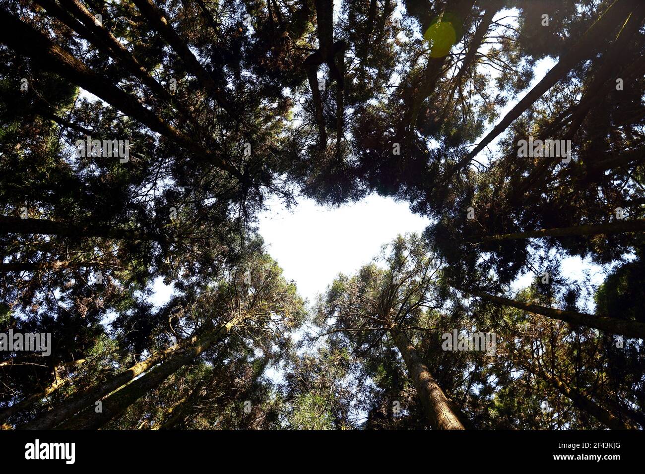 Alishan National Forest Recreation Area, situated in Alishan Township ...