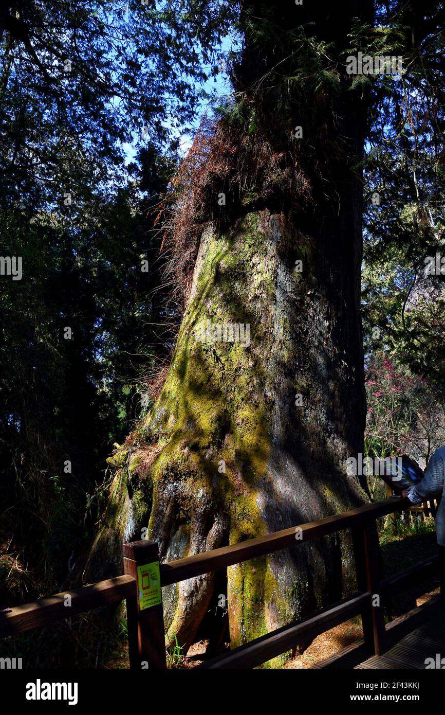 Alishan National Forest Recreation Area, situated in Alishan Township ...