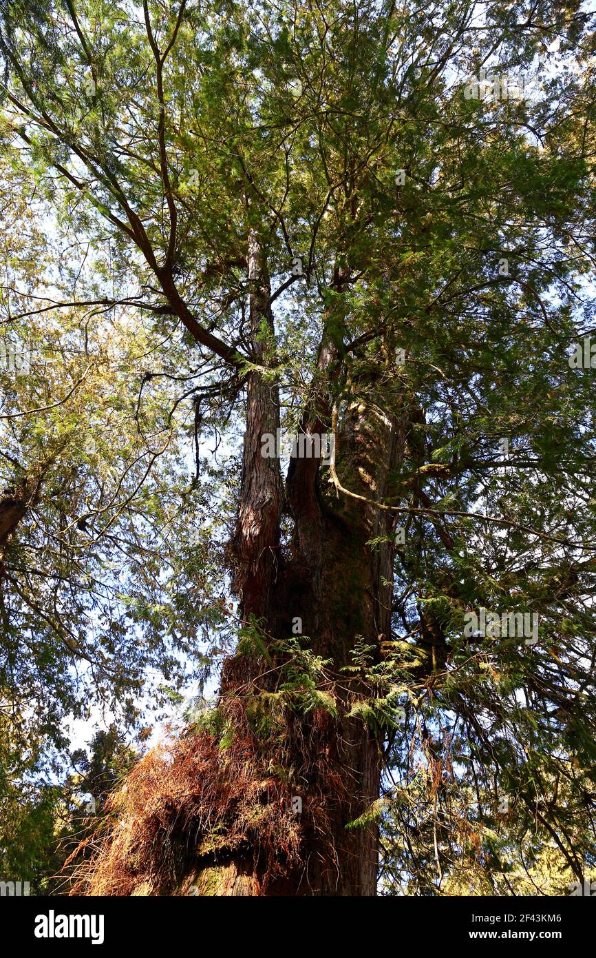 Alishan National Forest Recreation Area, situated in Alishan Township ...
