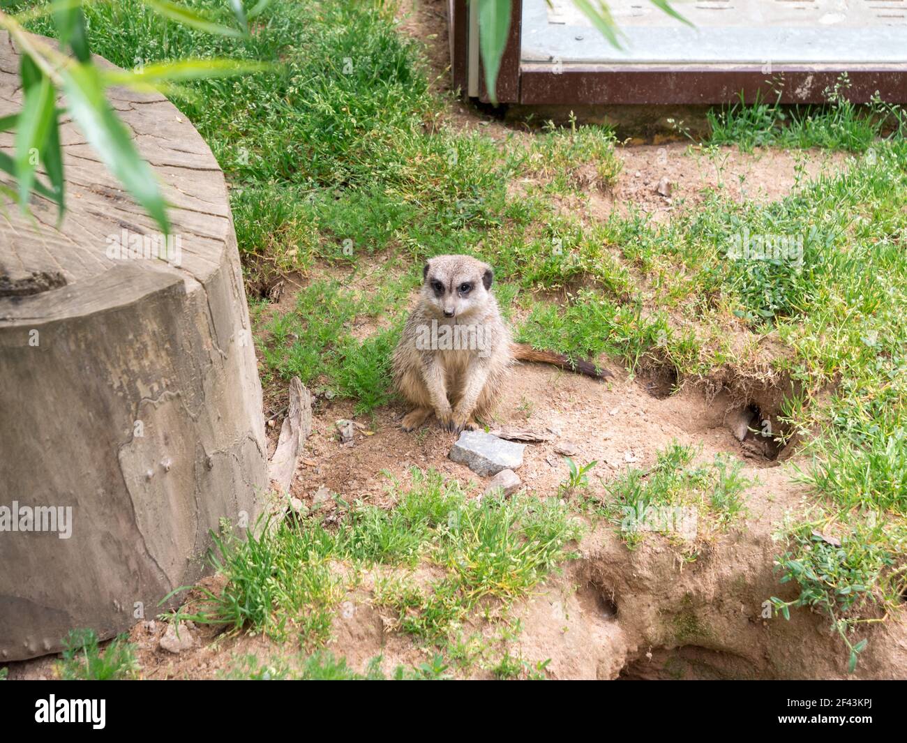 Meerkat standing and looking around. Green grass and beautiful nature ...