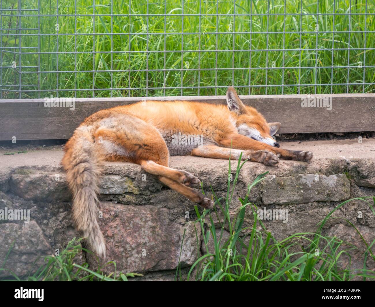 Red fox lying on a stone. Wild animal sleeping in a cage in a zoo ...