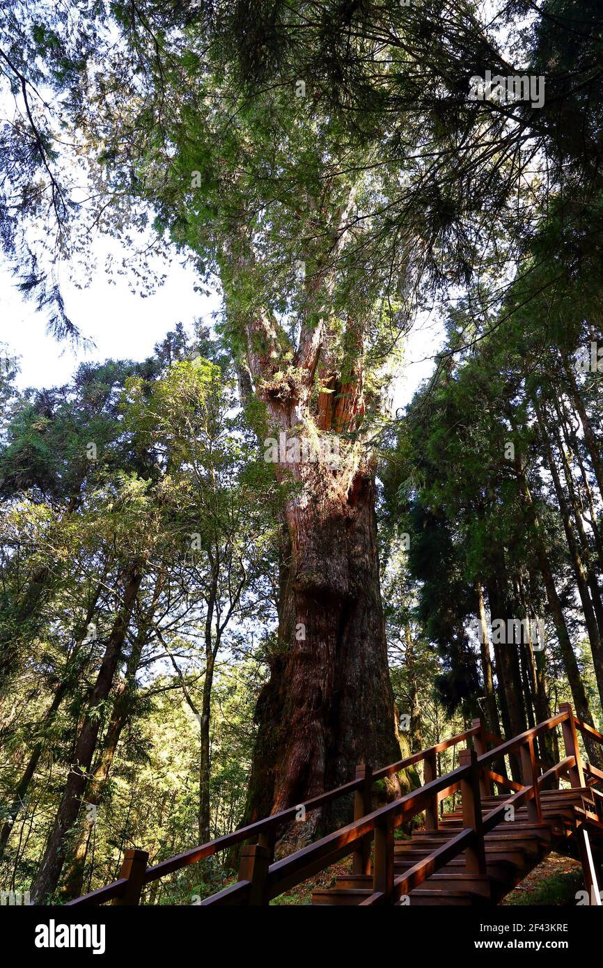 Alishan National Forest Recreation Area, situated in Alishan Township ...