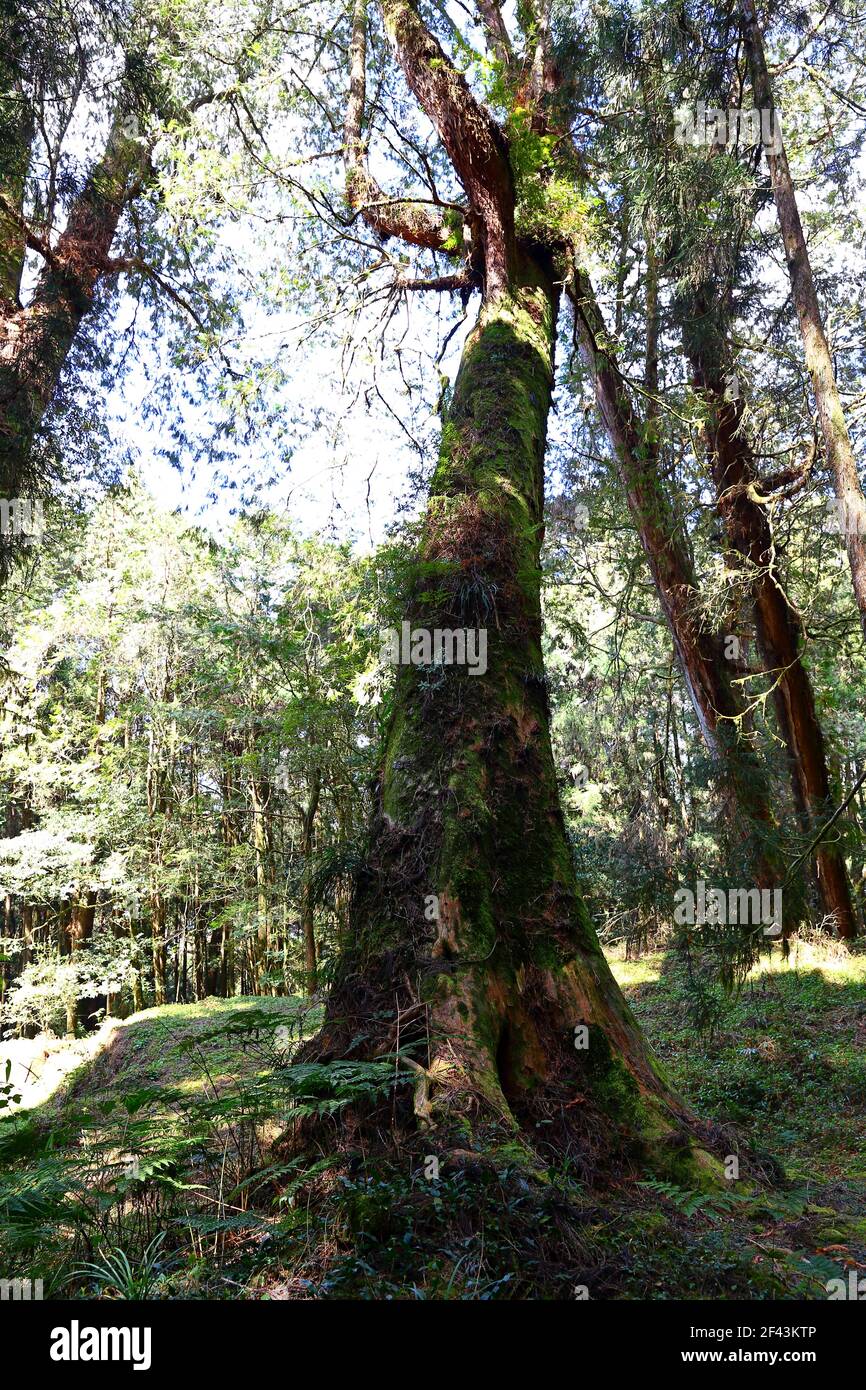 Alishan National Forest Recreation Area, situated in Alishan Township ...