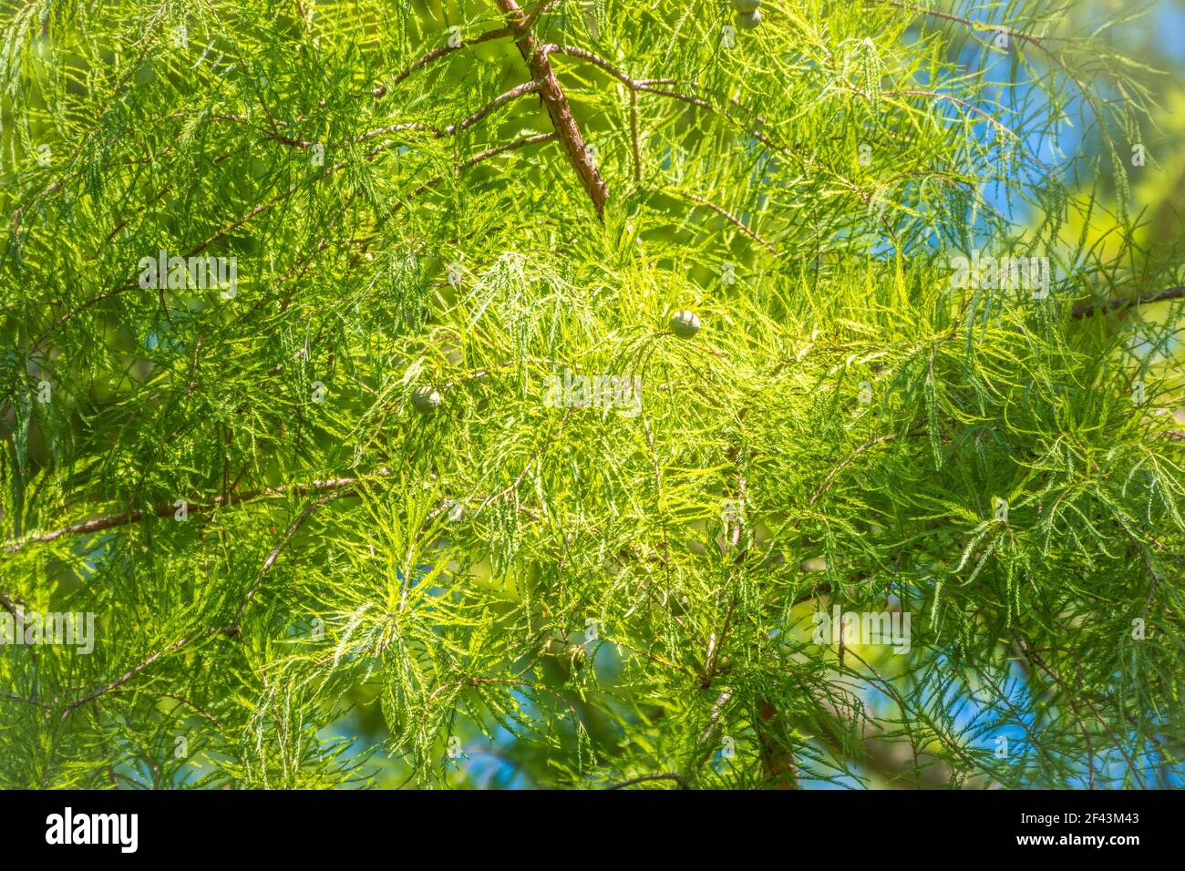 Leaves and cones of a cypress evergreen. Dense cypress branches with ...