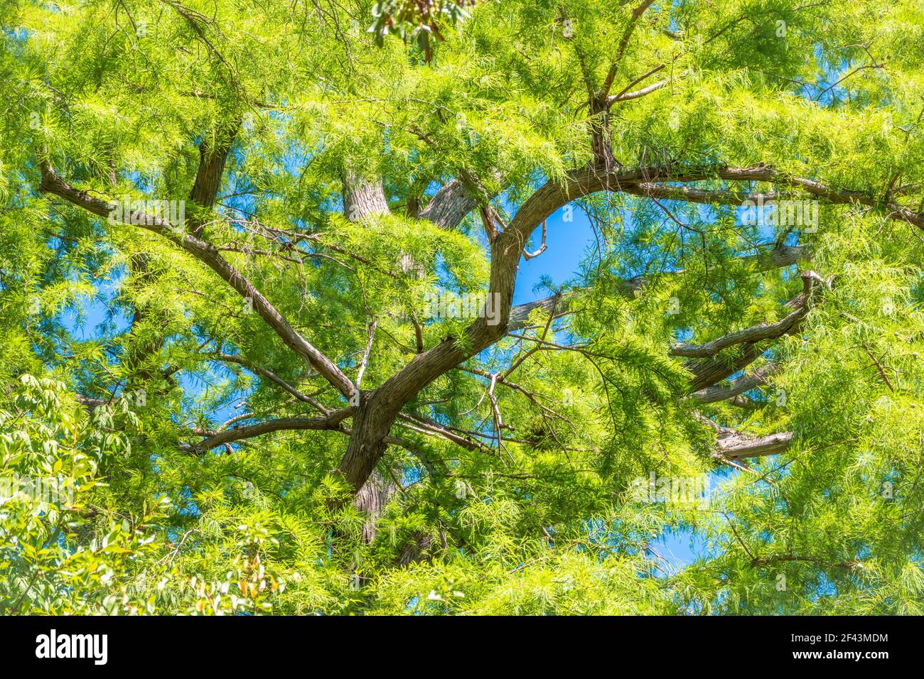 Leaves and cones of a cypress evergreen. Dense cypress branches with ...