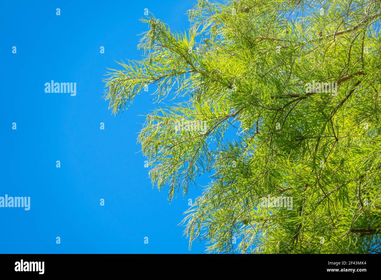 Leaves and cones of a cypress evergreen on blue sky background. Dense ...